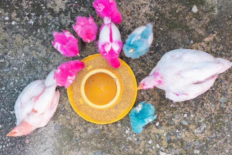 Chicken Eating Pellets Stock Photos - Free & Royalty-Free Stock Photos ...