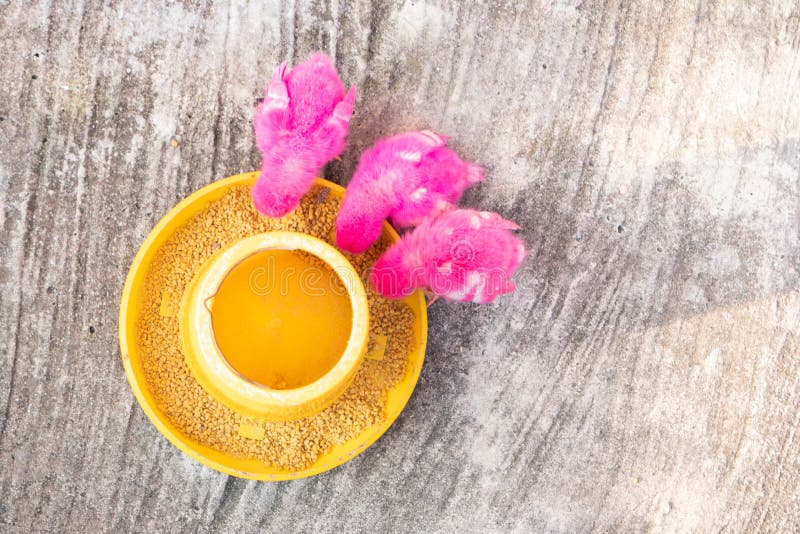 Chicken Eating Pellets Stock Photos - Free & Royalty-Free Stock Photos ...