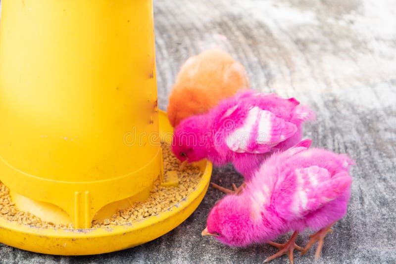 A Group of Chickens Eating Pellets Stock Photo - Image of natural, beak ...