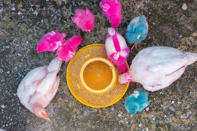 A Group of Chickens Eating Pellets Stock Image - Image of hennery, oats ...