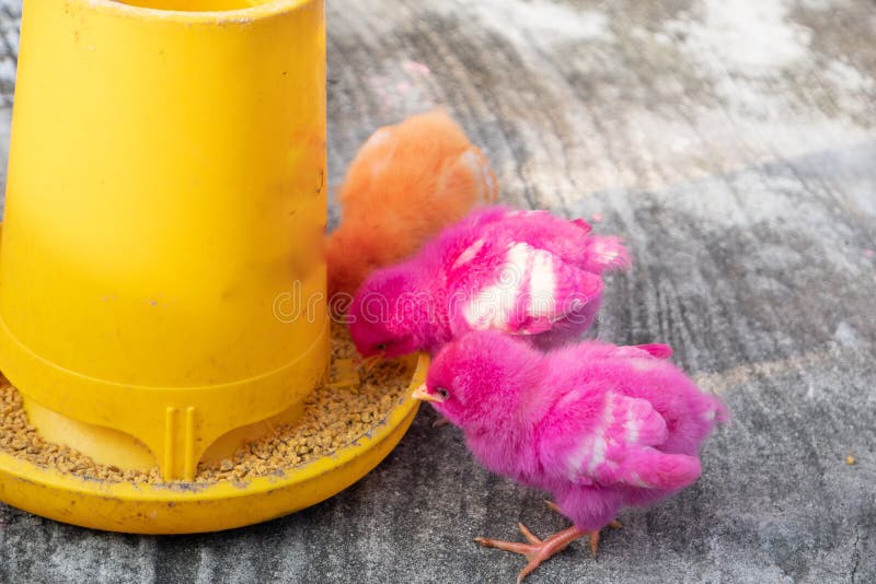 A Group of Chickens Eating Pellets Stock Photo - Image of brown ...
