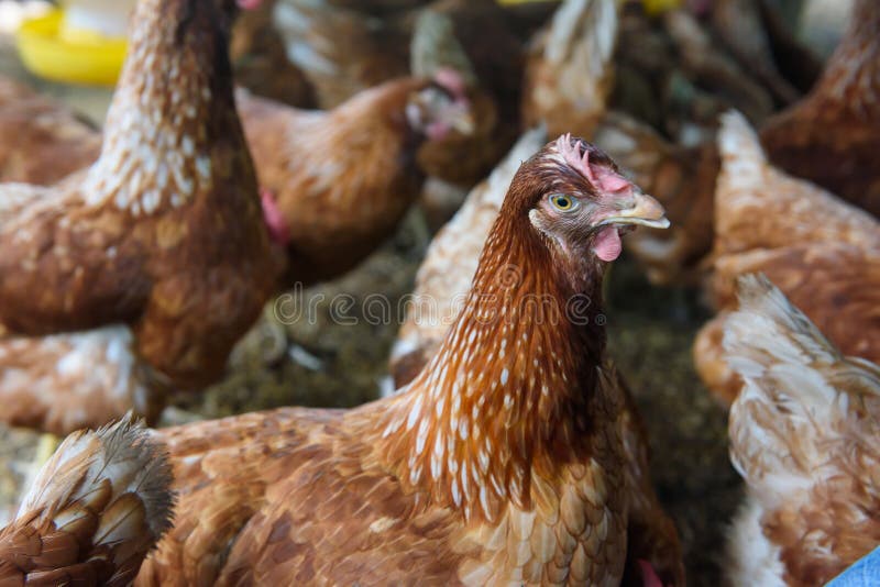 Group of Chickens on the Farm Stock Image - Image of light, group ...