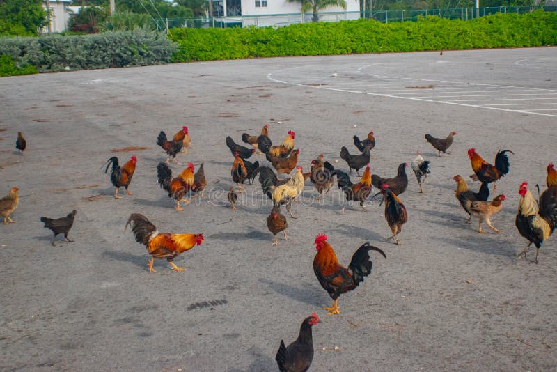 Group of Chickens Gather Around Stock Photo - Image of quail, goose ...