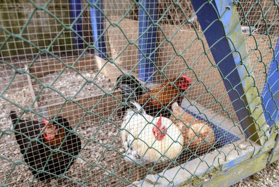 A Group of Chickens are Inside a Cage. Stock Photo - Image of chickens ...