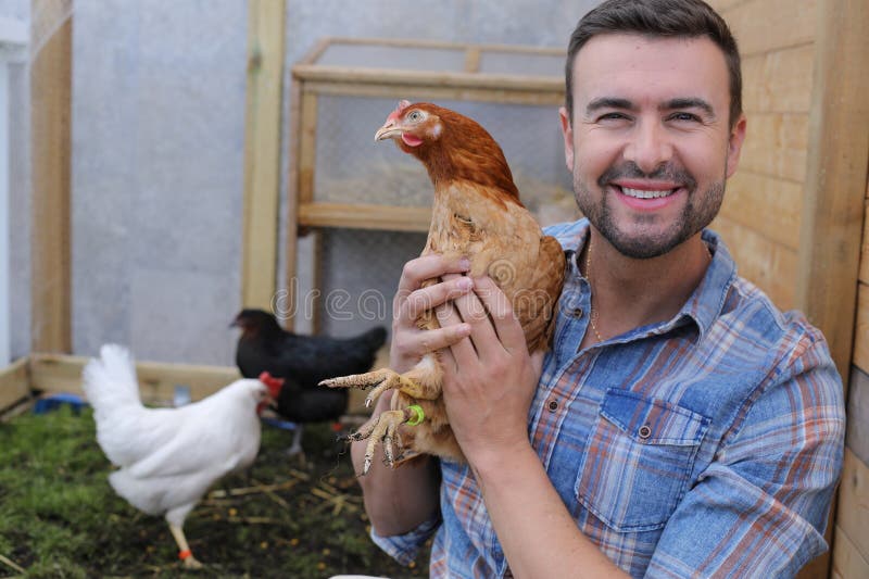 A Group of Chickens and a Man Stock Image - Image of healthy, breeding ...