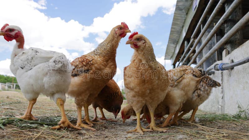 Group of Chickens Pecking on the Ground Stock Video - Video of ...