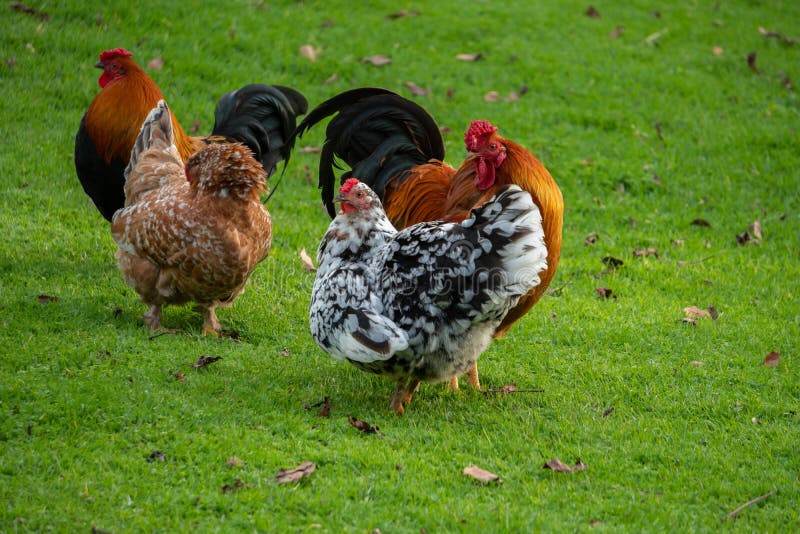 Group of chickens outside stock image. Image of green - 20716015
