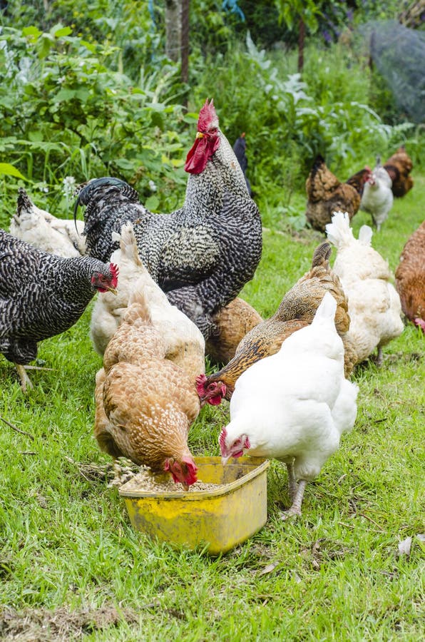 Group of Chickens and Rooster Feeding Stock Image - Image of chicken ...