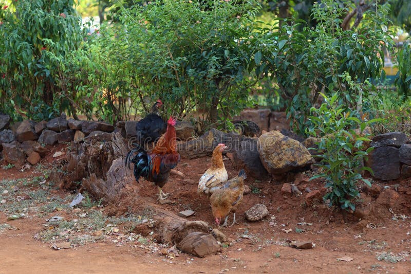 Group Chickens Rooster Foraging Ground Natural Setting Stock Photos ...