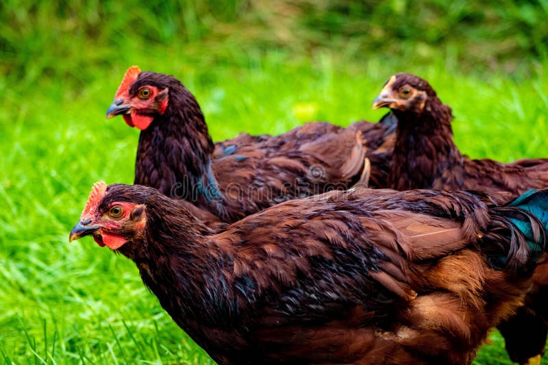 Group of Chickens Standing in a Grassy Area Stock Image - Image of ...
