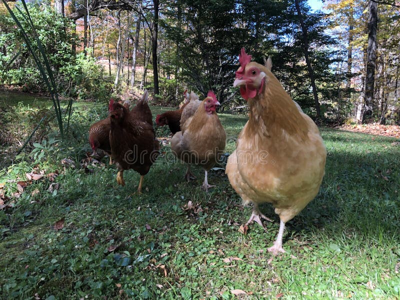 Chickens - Walking in a Pack Stock Image - Image of chickens, grass ...