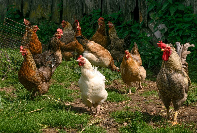 A Group of Chickens are Walking in a Village Yard. Stock Image - Image ...