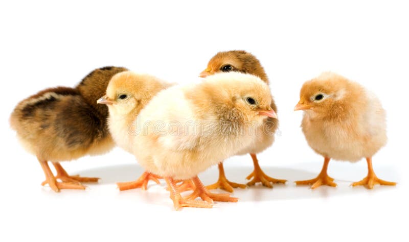 Baby Chickens stock photo. Image of farm, born, chick - 19791476