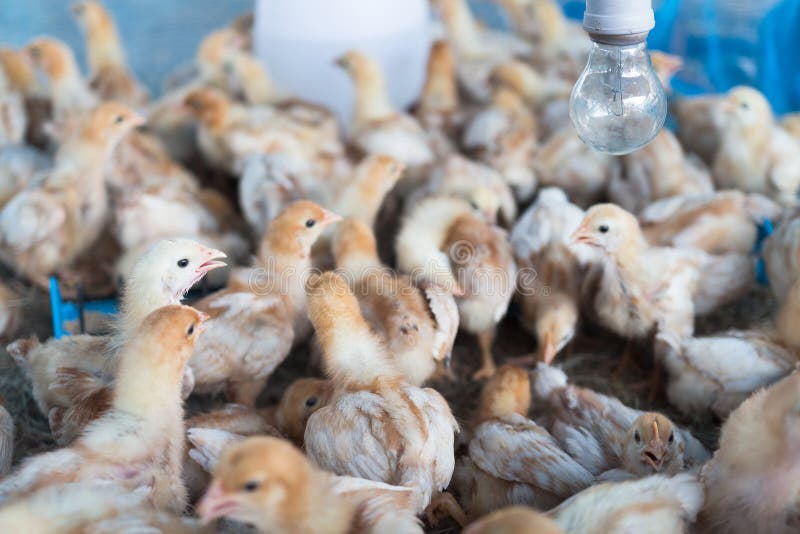 Group of chicks crowded stock image. Image of born, chicken - 66657777