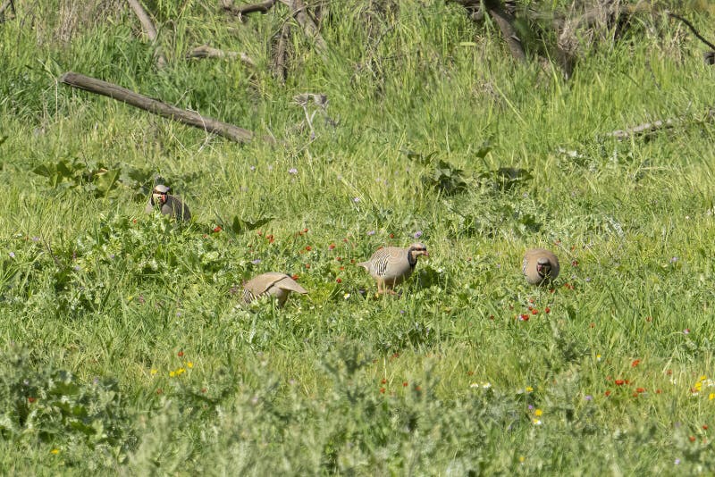 A Group of Chukar Partridges in a Meadow Stock Image - Image of flowers ...