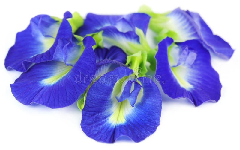 Clitoria Ternatea or Aparajita Flower Stock Image - Image of aparajita ...