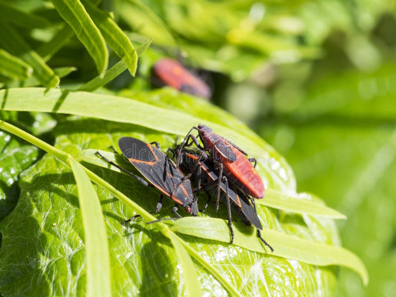 Group stock image. Image of moth, camouflage, closeup - 52843967