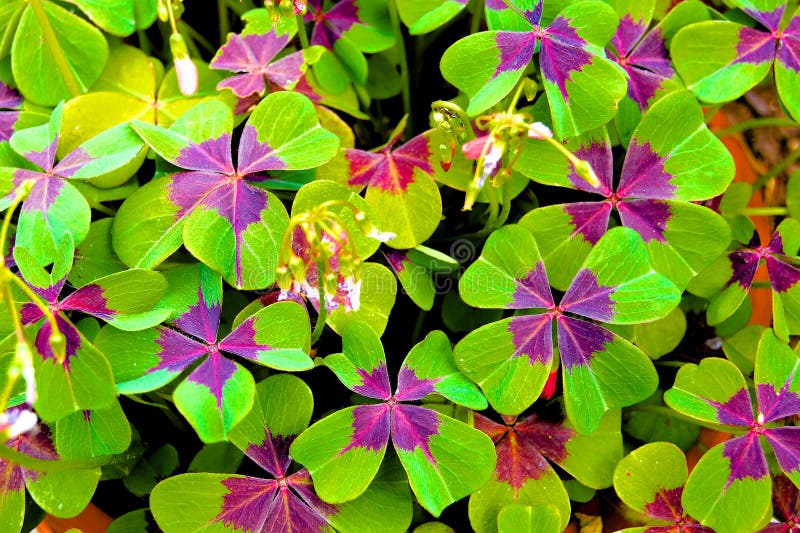A Group of Clovers for Happiness Stock Photo - Image of purple ...