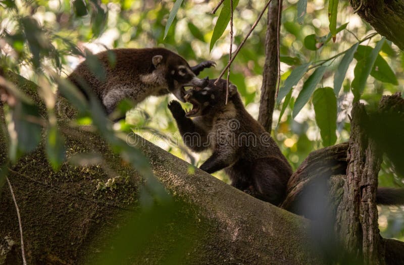 A Group of Coatis in the Jungle Stock Image - Image of nature, jungle ...