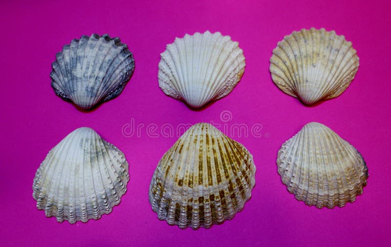 Group of Cockle Shells stock photo. Image of paper, grooves - 85378718