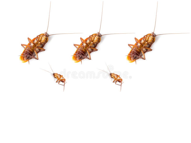 Group of Cockroach on White Background Stock Image - Image of disease ...