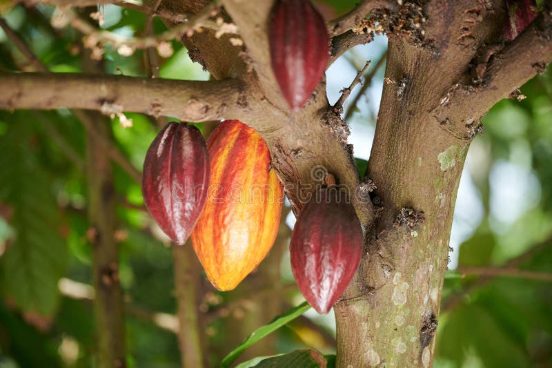 Group of cocoa pods stock photo. Image of botany, natural - 275932162