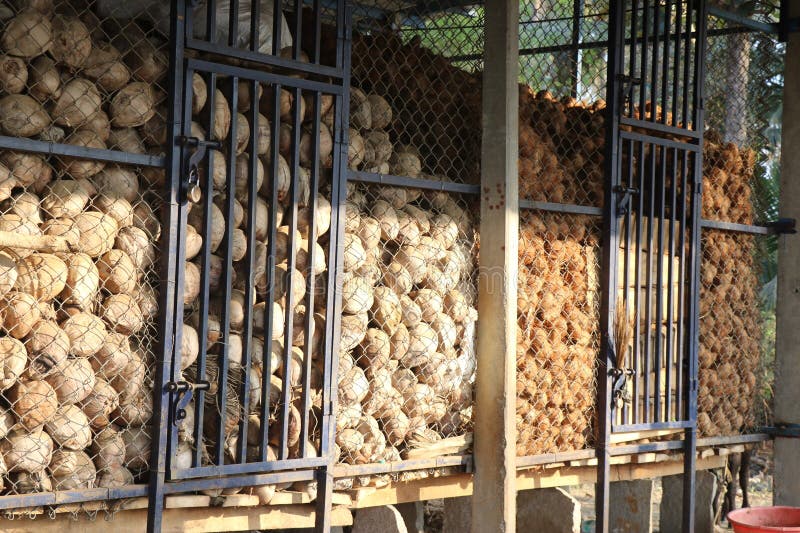 Group of Coconut Peeled from Its Husk Stored in a Room. Coconuts after ...