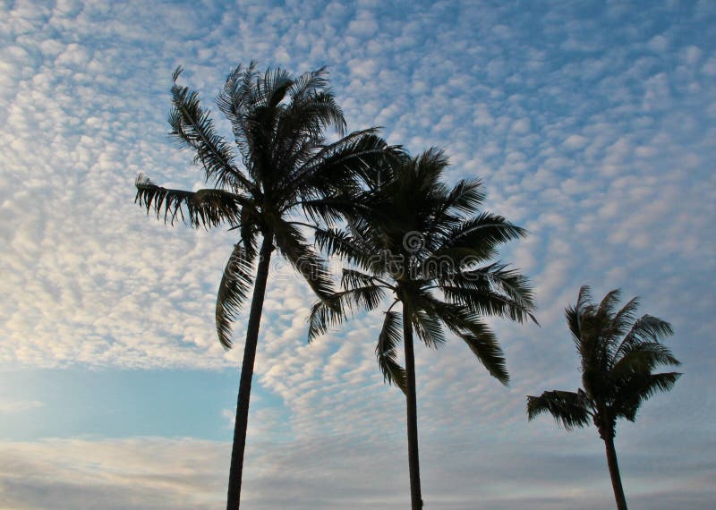 A Group of Coconut Tree by the Beach Stock Photo - Image of silhouette ...