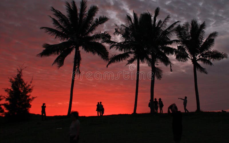 A Group of Coconut Tree by the Beach Stock Image - Image of rest ...