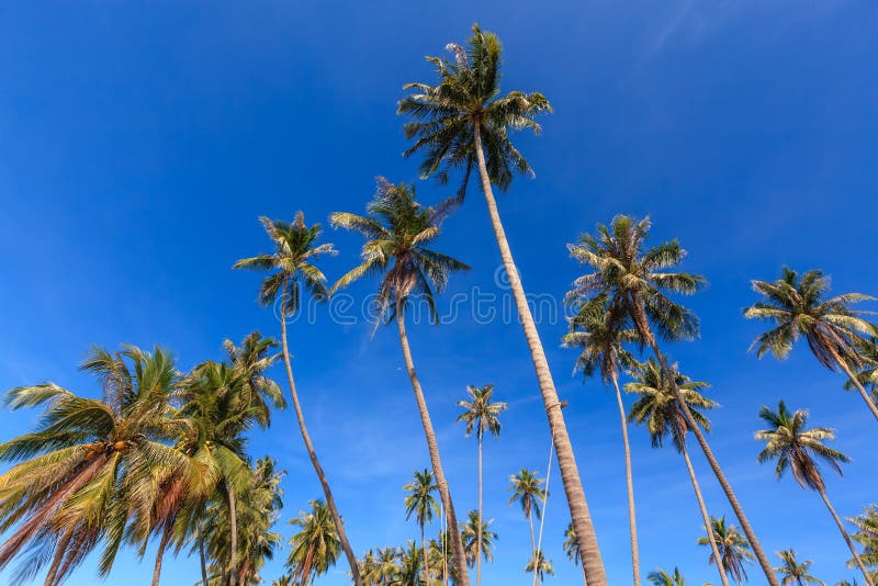Group of Coconut Tree Grow To the Clear Blue Sky. Stock Photo - Image ...