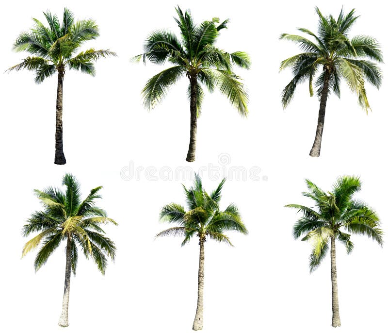 Group of Coconut Tree Isolated on the White Background. the Collection ...