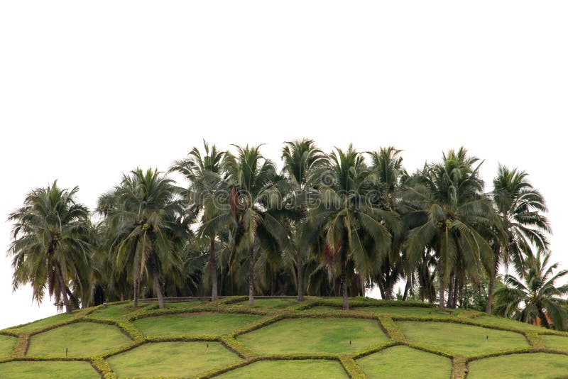 Group of Coconut Palm Trees Isolated on White Background Stock Image ...
