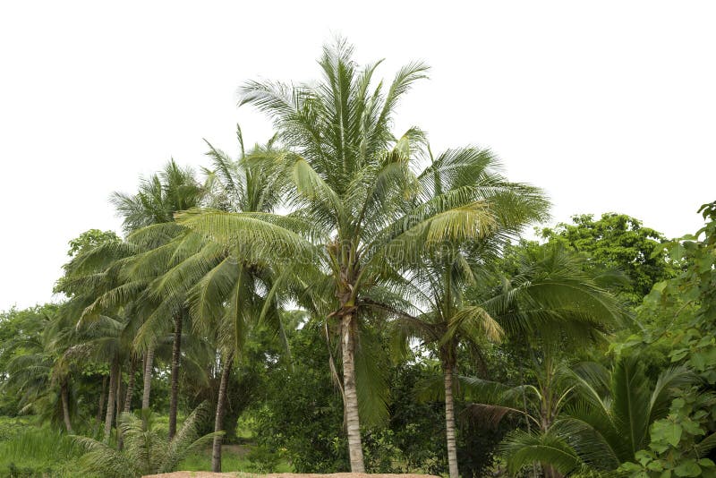 Group of Coconut Tree Isolated Stock Image - Image of palm, landscape ...
