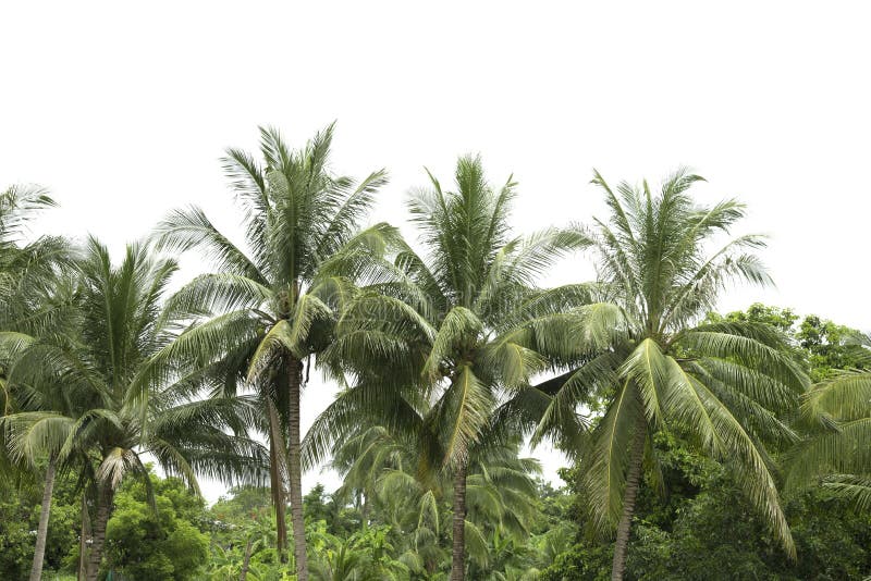 Group of Coconut Tree Isolated Stock Image - Image of palm, landscape ...