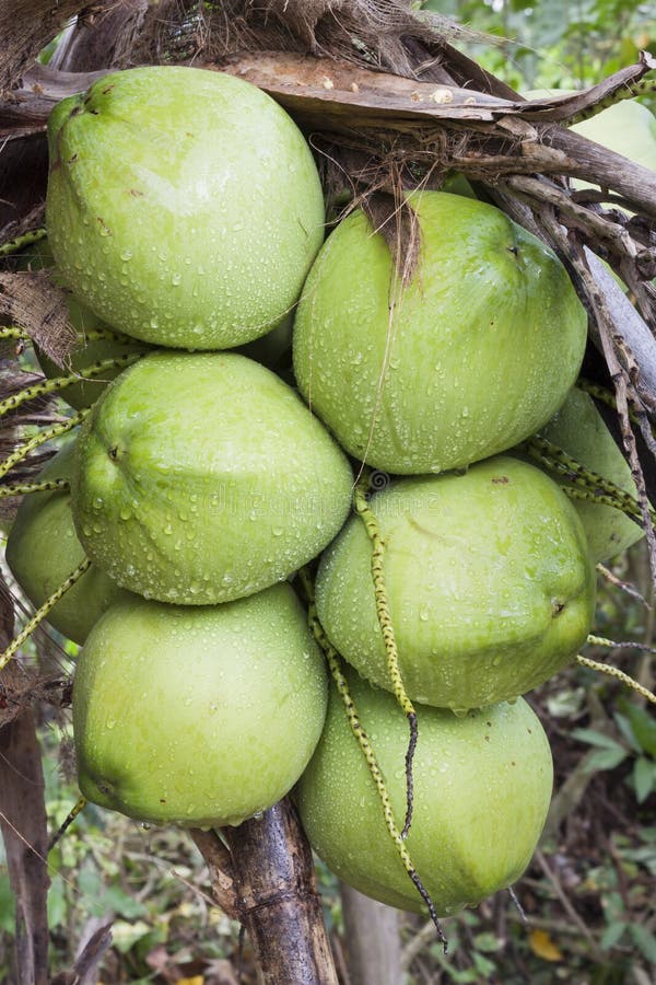 Group coconut on the tree. stock image. Image of fresh - 31298629