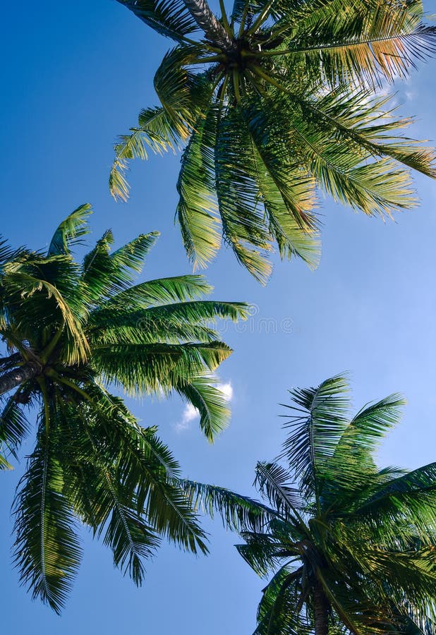 A Group of Coconut Tree Tops with Sky Stock Photo - Image of tropical ...