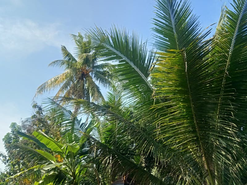 Group of coconut trees stock photo. Image of caribbean - 225404638