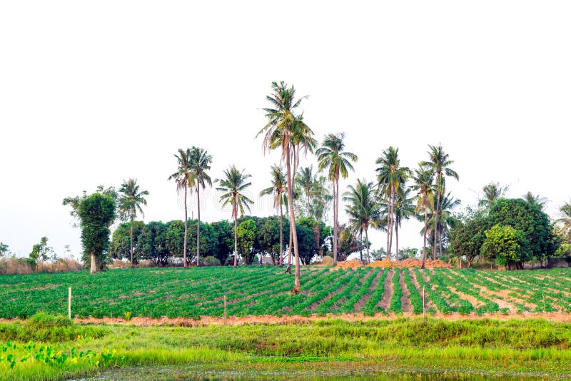 Group of coconut trees stock image. Image of plant, thailand - 86367931