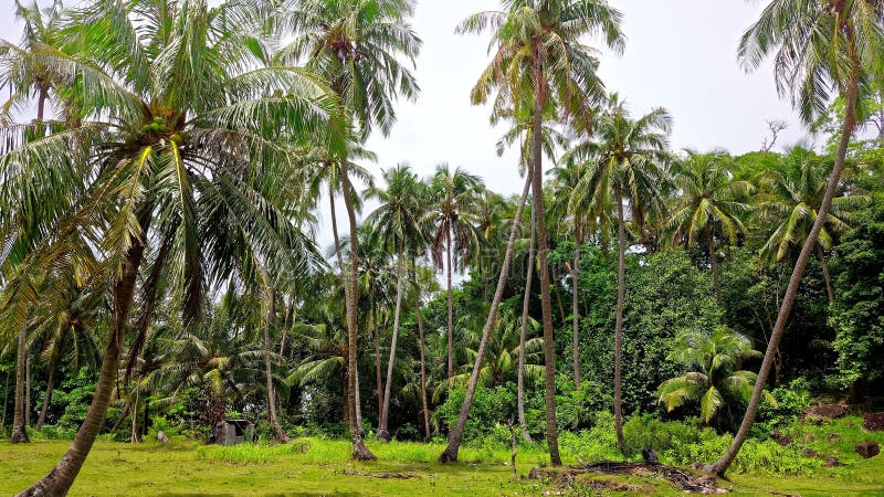 A Group of Coconut Trees with Green Leaves, with Lots of Fruit, and ...