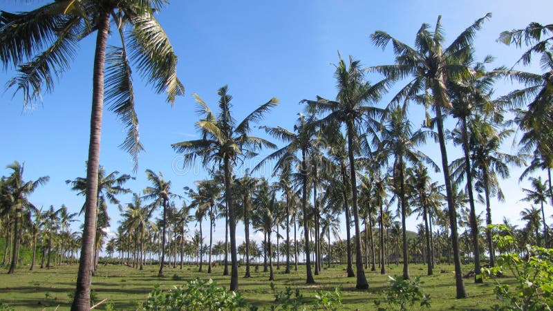A Group of Coconut Trees Lined Up Along the Beach Stock Image - Image ...