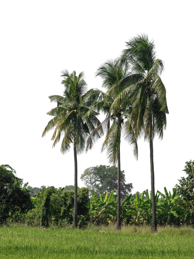 Group of Coconut Trees on White Background with Clipping Path and Alpha ...