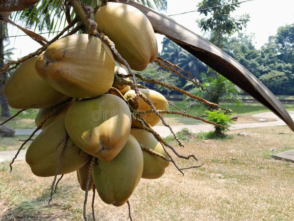 A Group of Coconuts from the Gading Coconut Type, Young and Fresh ...