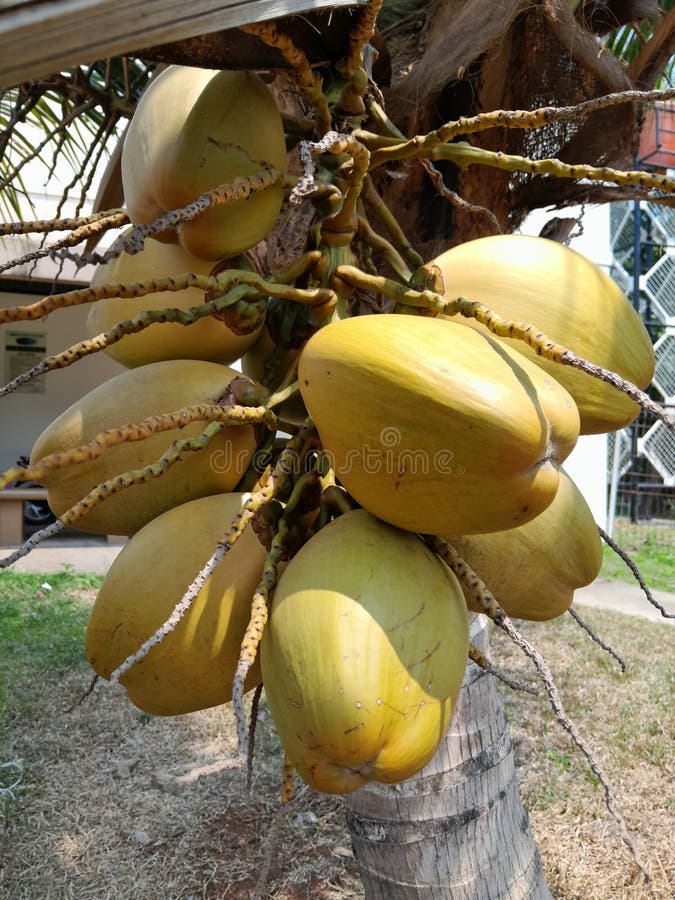 A Group of Coconuts from the Gading Coconut Type, Young and Fresh ...