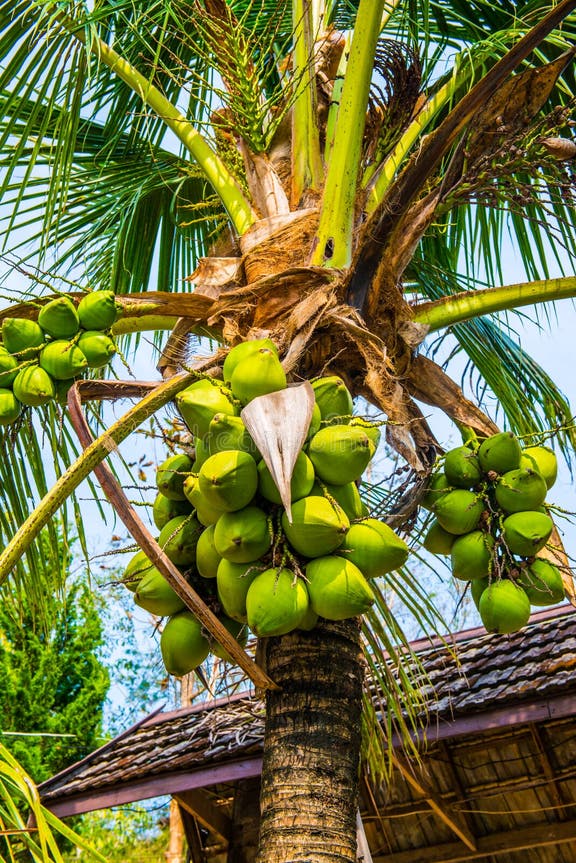 Group of coconuts on tree stock photo. Image of close - 263712056