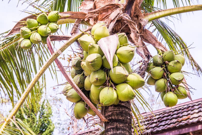 Group of coconuts on tree stock photo. Image of nutrition - 278975856