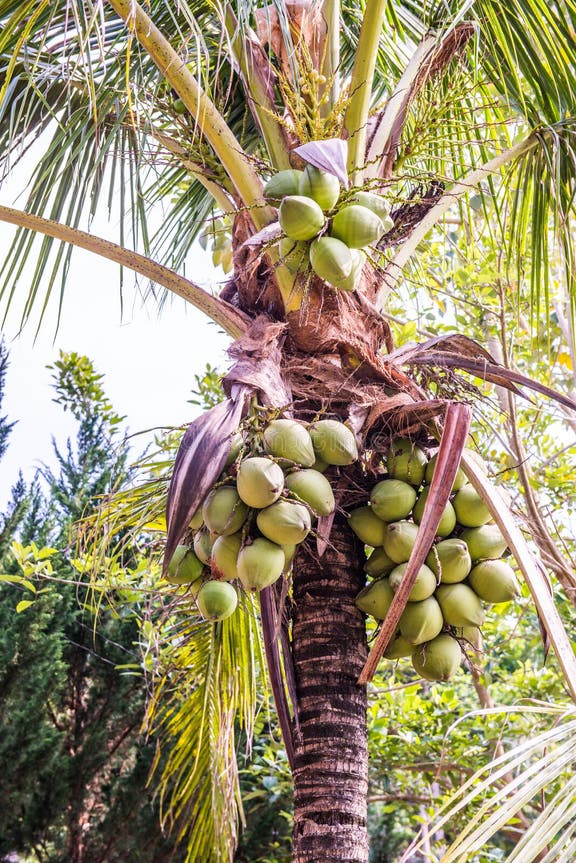 Group of coconuts on tree stock image. Image of green - 338957947