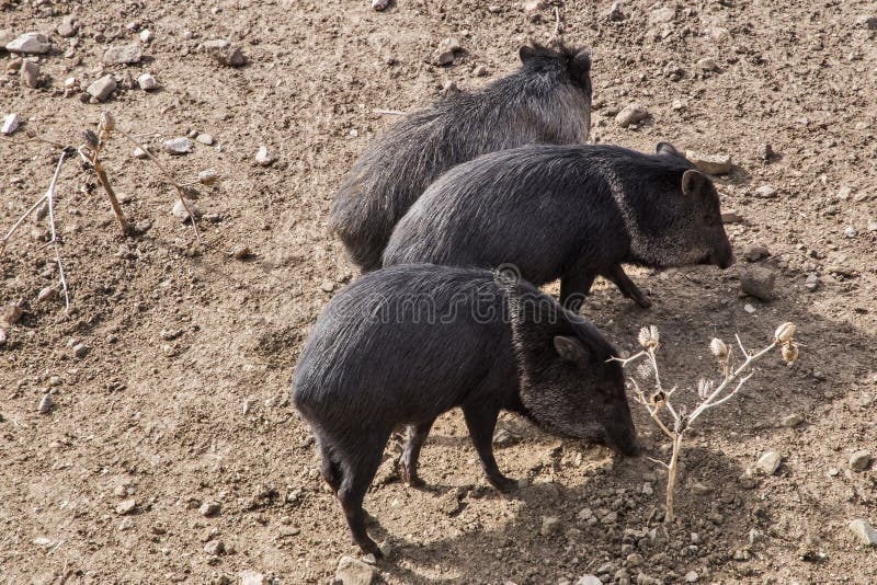 Group of collared peccary stock photo. Image of herd - 312076310