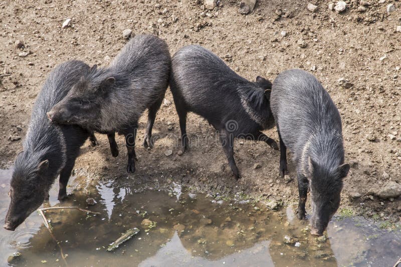 Group of collared peccary stock photo. Image of wild - 312076268