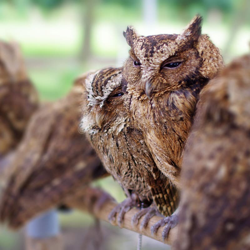 Two Collared Scops Owls Sitting Together Stock Photo - Image of feather ...