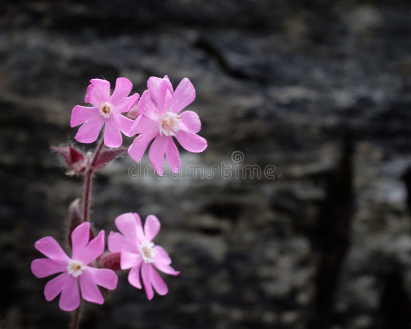Velvet flower 3 stock photo. Image of plants, group - 123523706